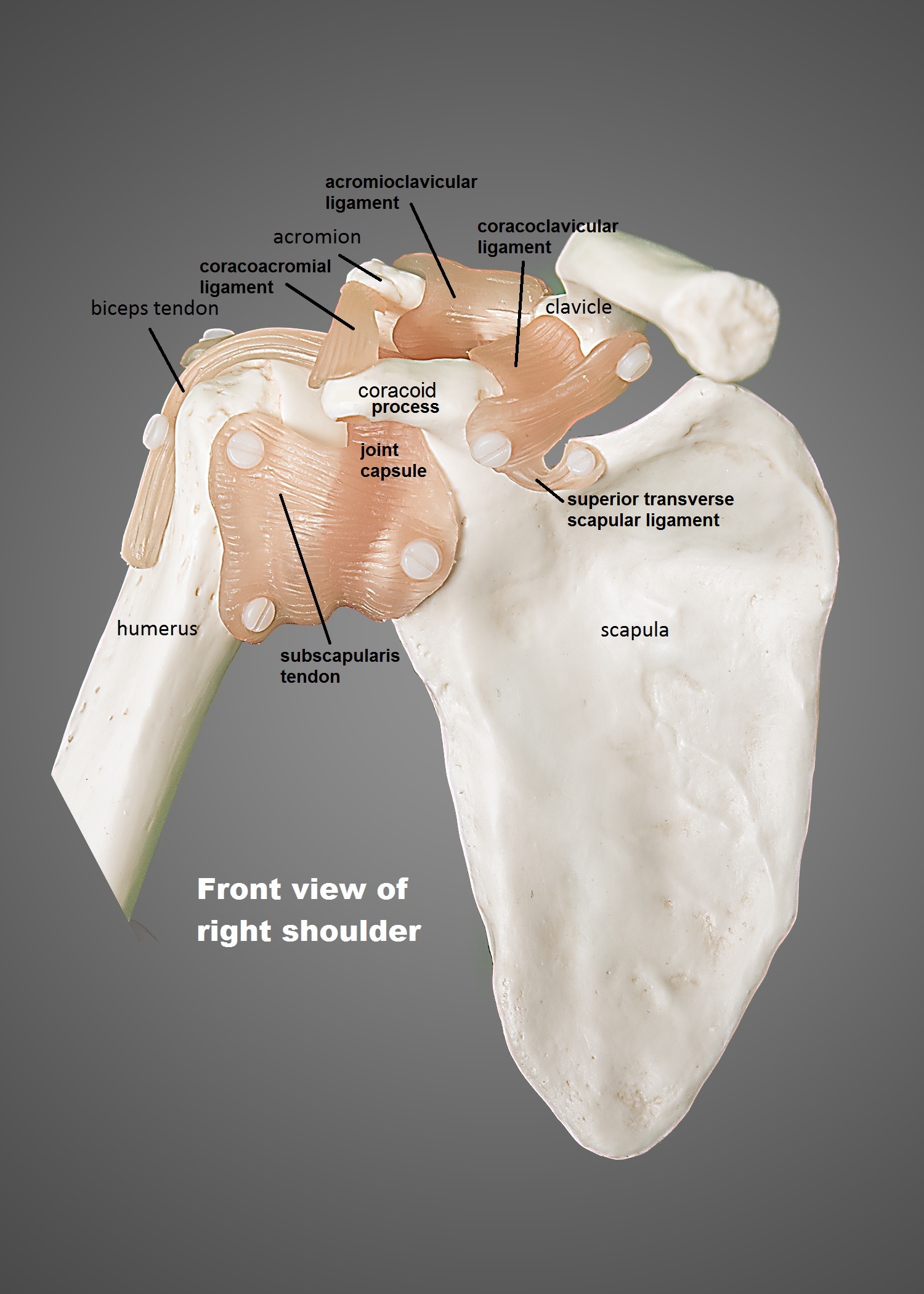 Shoulder Ligaments And Tendons Diagram