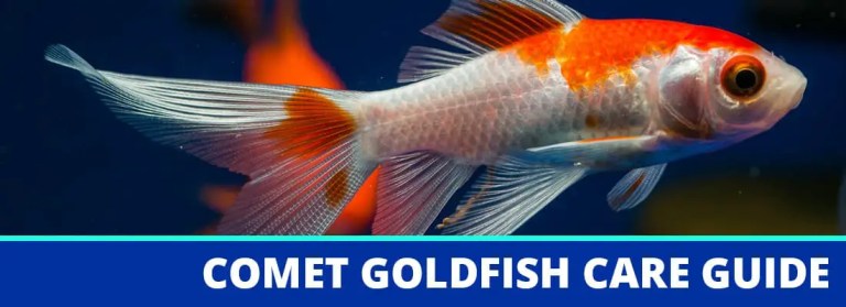 The Comet Goldfish Care Guide Fact Sheet Breeding Behavior Etc
