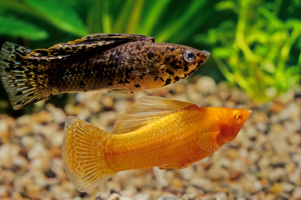 Molly Fish Care Guide Complete Fact Sheet Breeding Behavior And More