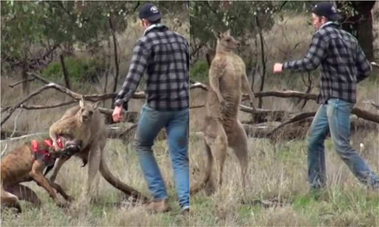 Guy Punches Kangaroo In The Face Holding His Dog Hostage In One Of The