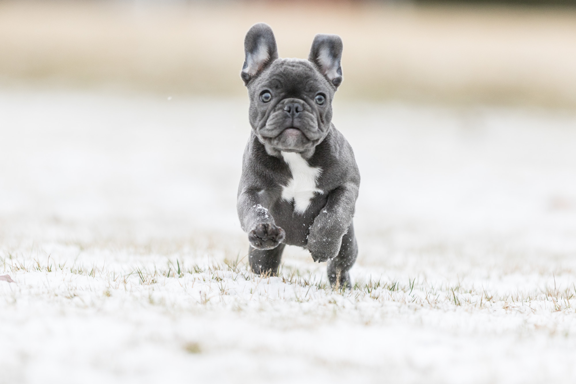 9 Interesting Facts About French Bulldogs