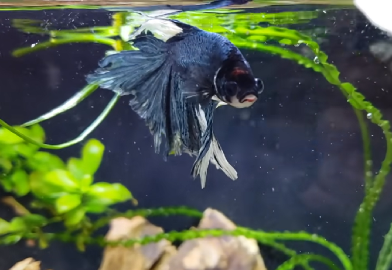 Why Your Betta Fish Is Laying At The Bottom Of The Tank 2024