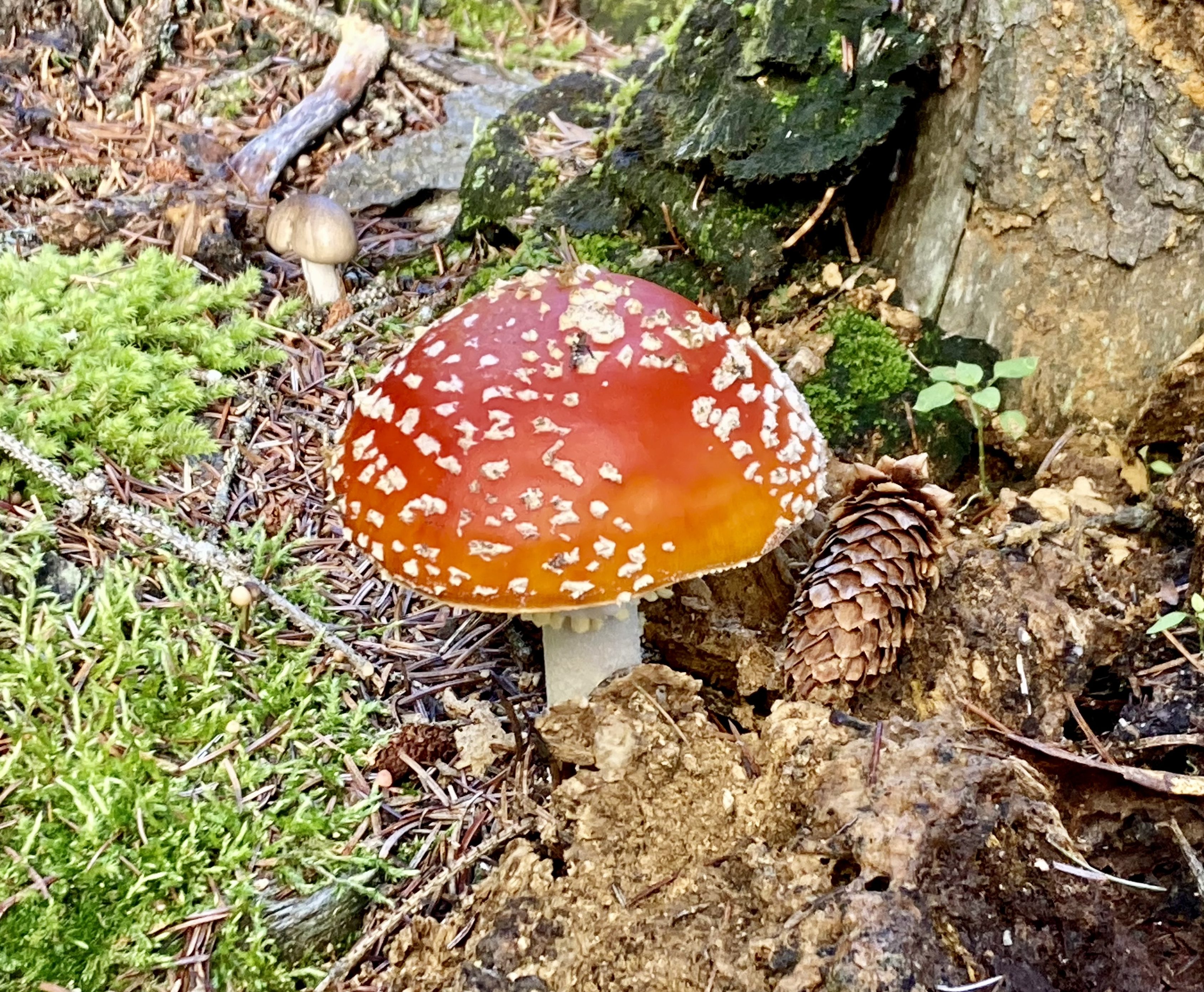 Psychedelic Mushroom The Worley Gig