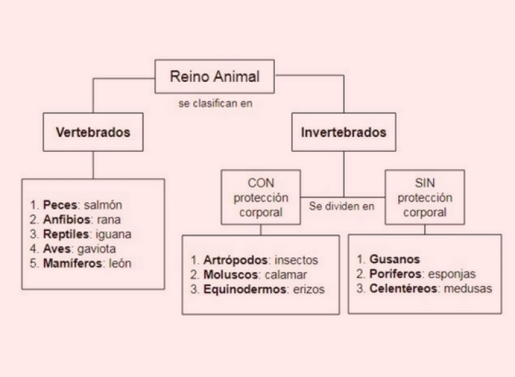 Diferencias Entre Esquema Mapa Conceptual Y Mapa Mental