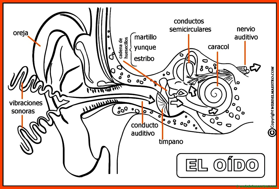 Sentido Del Oído Web Del Maestro