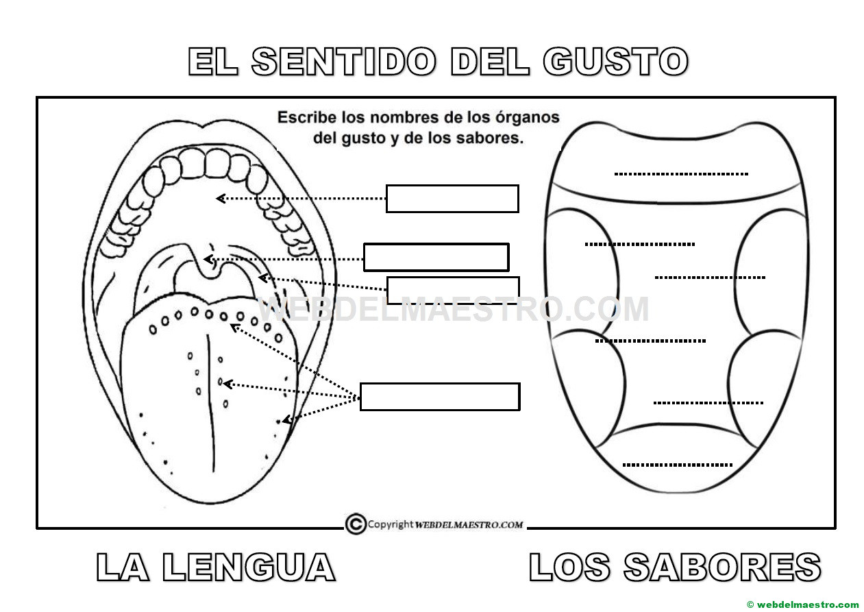 El Sentido Del Gusto La Lengua Y Los Sabores Actividades Web Del Maestro