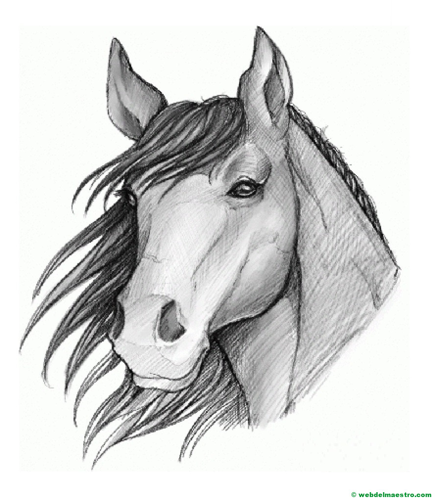 Dibujo De Caballo A Lápiz Web Del Maestro