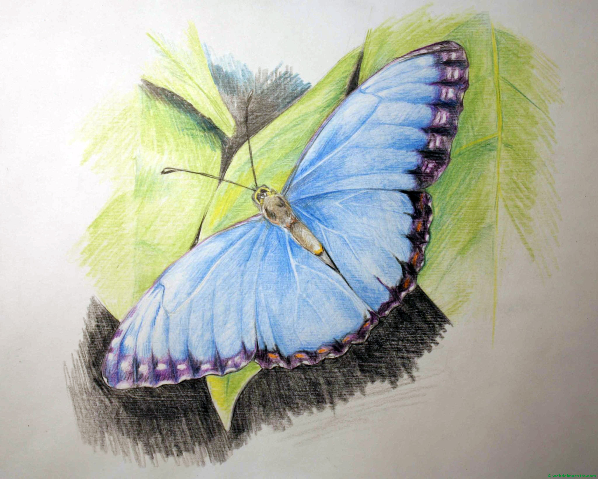 Mariposa Dibujo A Lapiz Mariposas Dibujos A Lapiz Mariposas A Lapiz