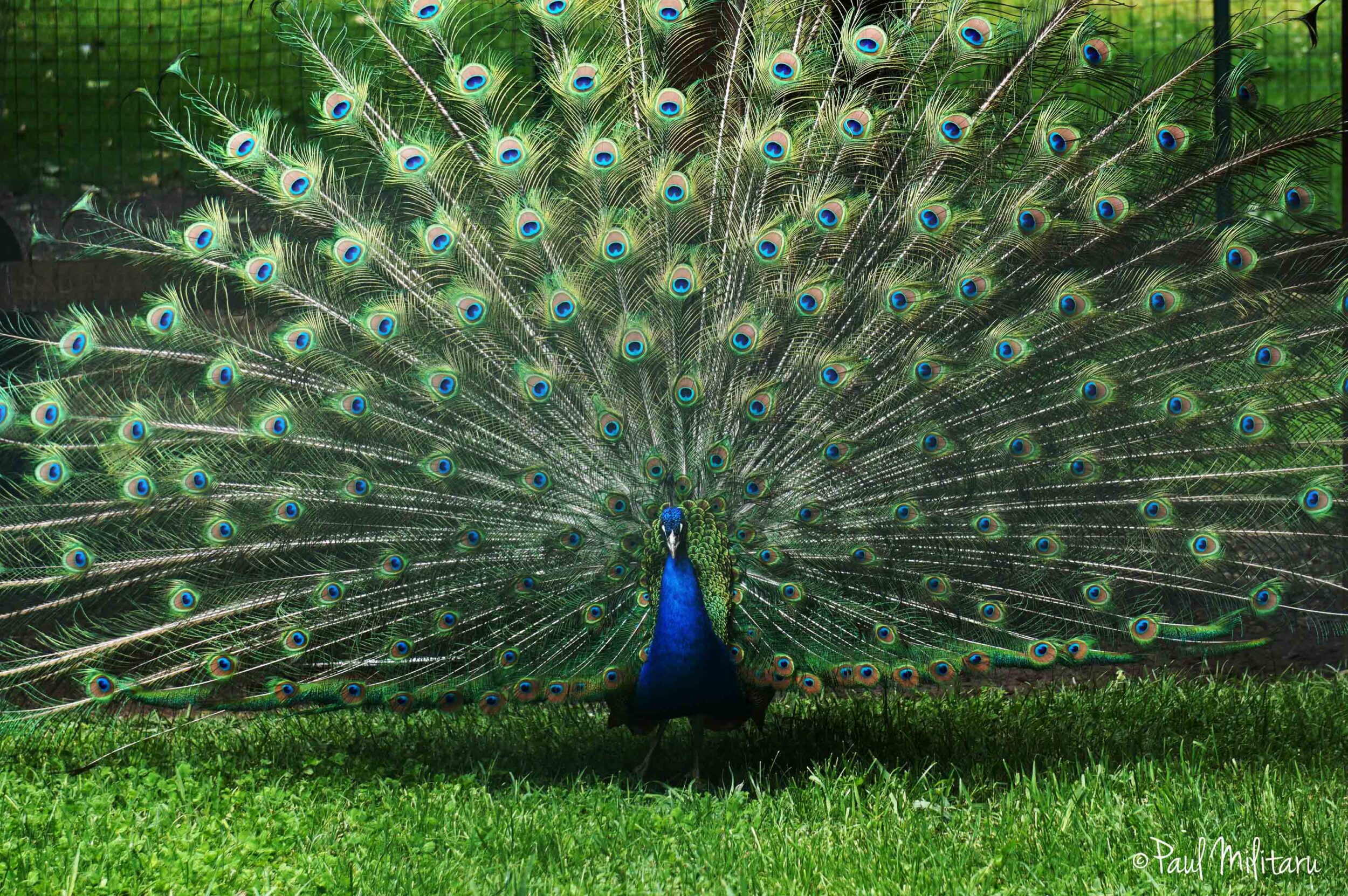 National Bird Of India Symbols Of India Whatsanswer