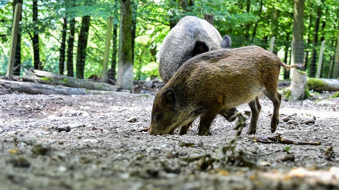 Bäume Und Ihre Tierischen Bewohner In Der Fasanerie Wiesbaden Lebt