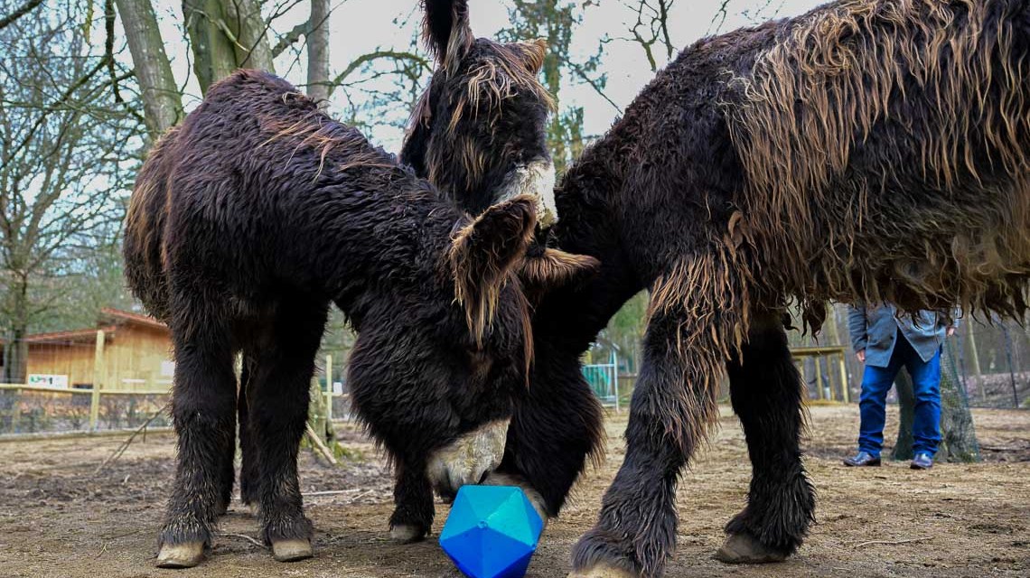 Neue Esel Anlage „wir Wohnen Jetzt In Der Fasanerie Wiesbaden Lebt