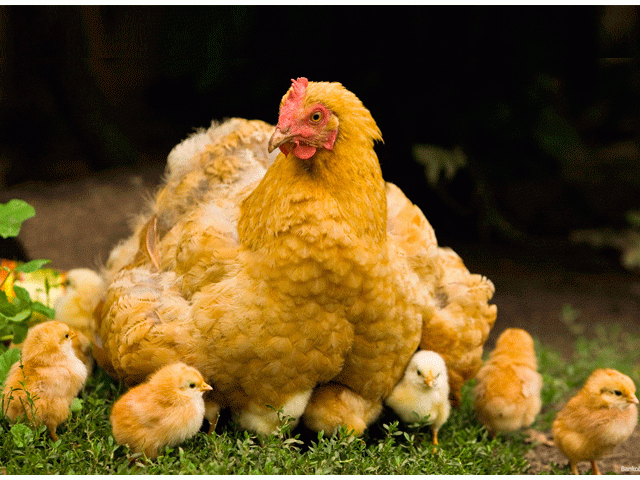 ¿como La Gallina Junta Sus Polluelos Debajo De Las Alas Rankiing