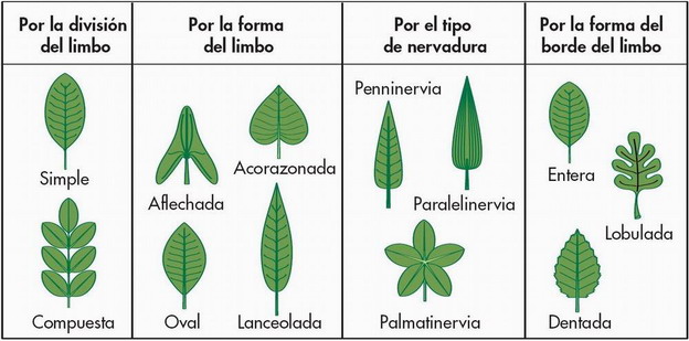 La Hoja Botánica La Hoja Organo De Transpiración Wikisabio