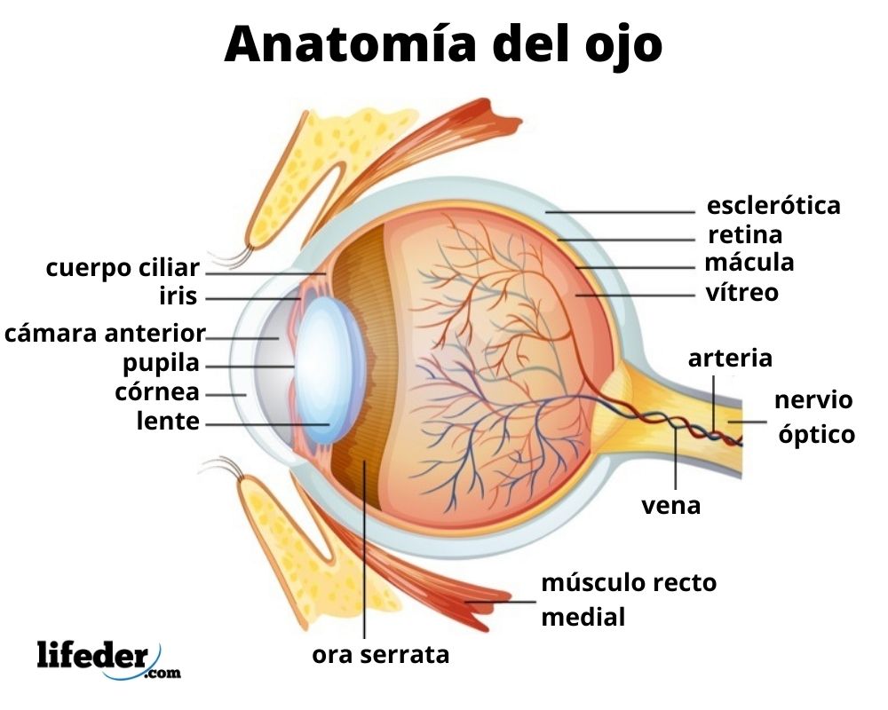 Las Partes Del Ojo Humano Los Ojos Están Formados Por Distintas Estructu