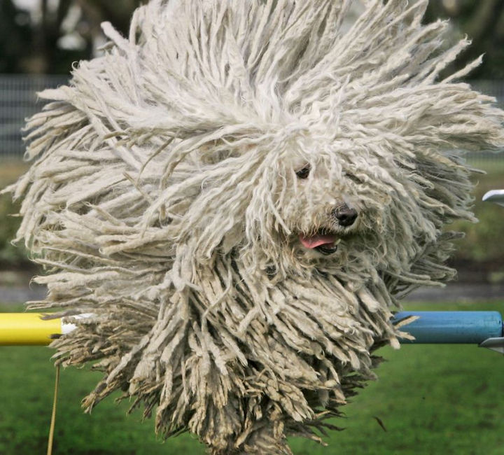 17 Animals With Long Hair