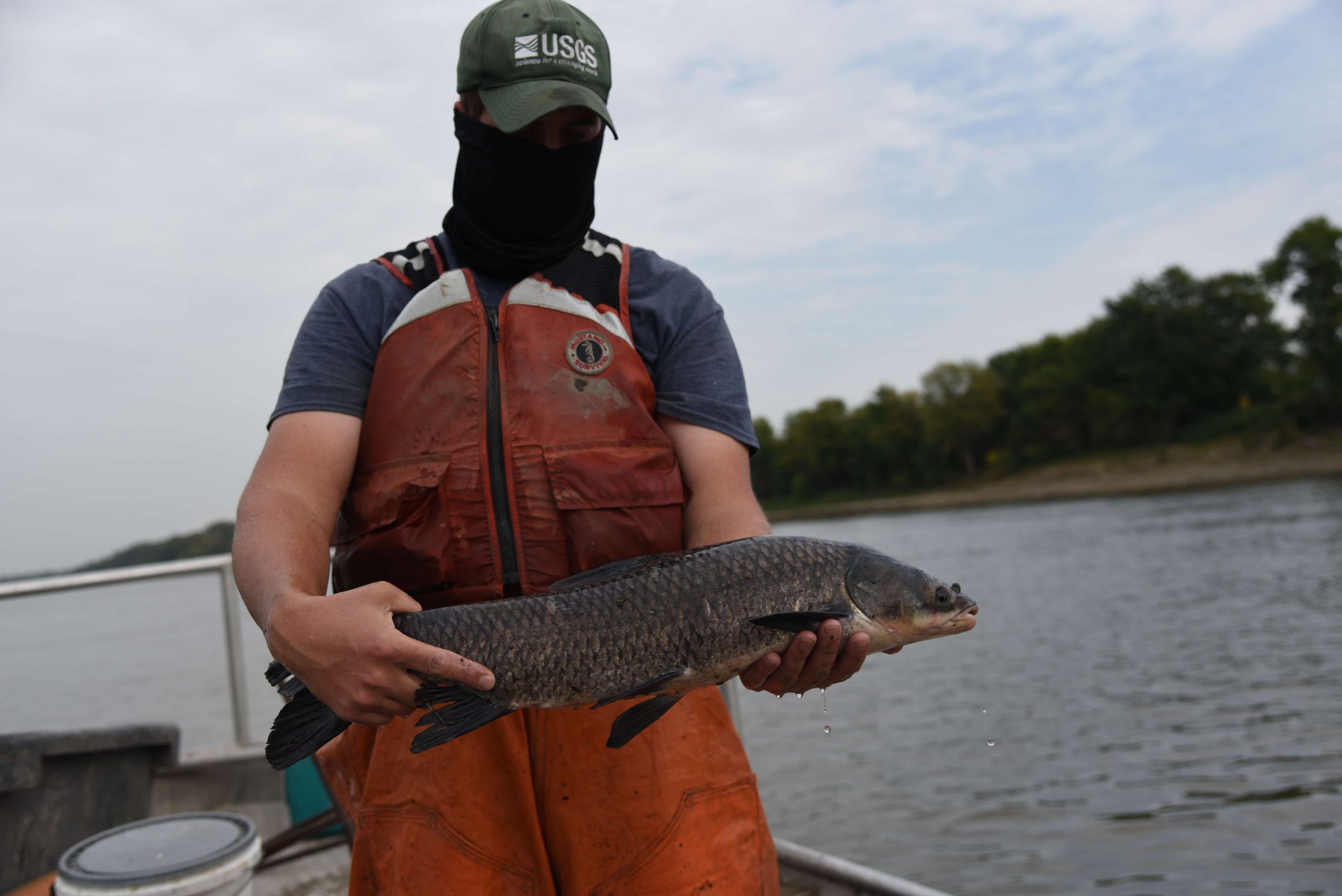 Invasive Black Carp Now Thriving In The Mississippi River Basin