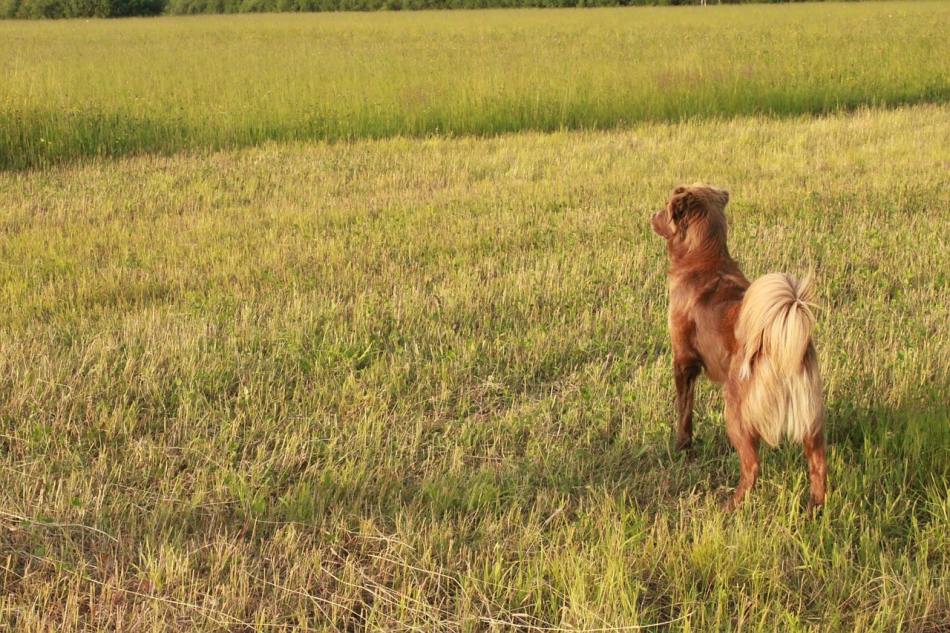 ¿por Qué Los Perros Mueven La Cola 4 Razones