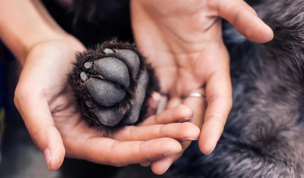 Dog Paw Care 7 Ways To Keep Your Dogs Paw Pads Healthy And Safe