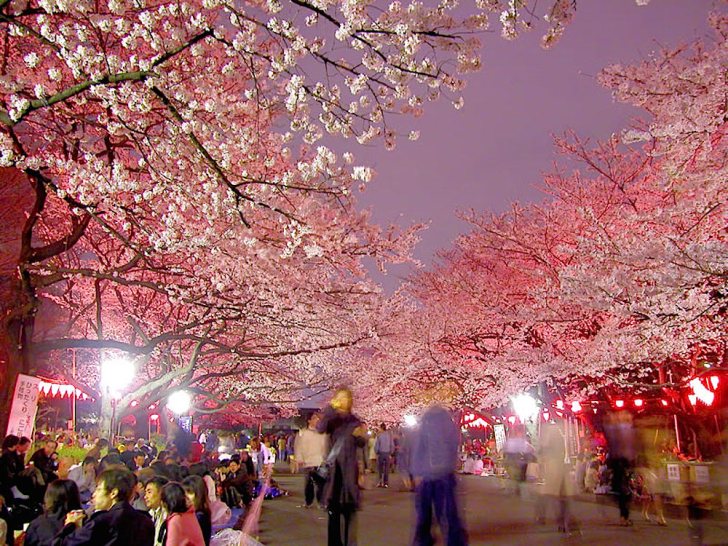 上野恩賜公園の桜