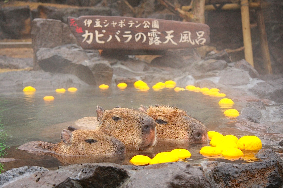 元祖カピバラの露天風呂（伊豆シャボテン動物公園）2024 2025