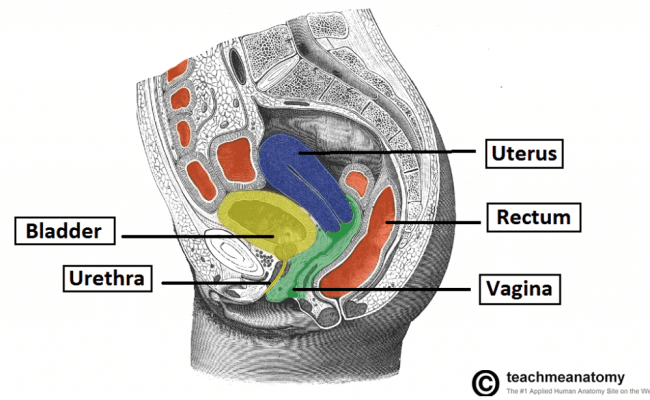 Female Pelvis Sagittal Section Otosection