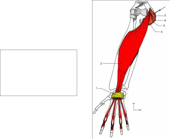 Cours Anatomie 1ere Année Medecine Muscles De Lavant Bras