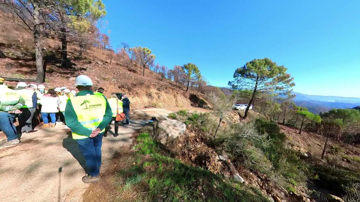 Las Obras De Emergencia En La Superficie Afectada Por El Incendio De