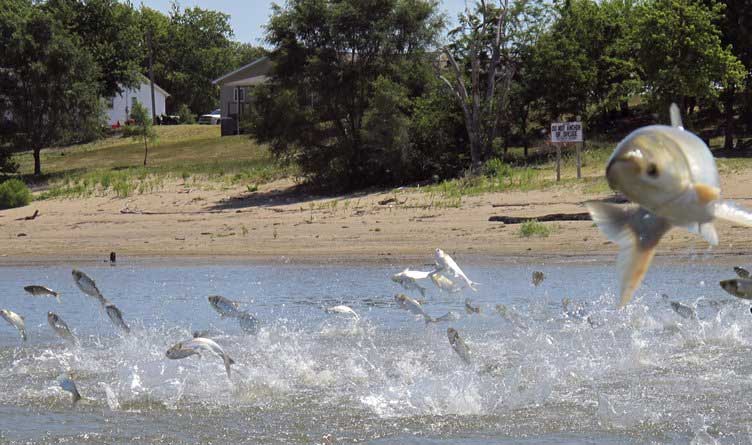 Watts Bar Offers Plan To Stop Tennessees Carp Invasion Tennessee