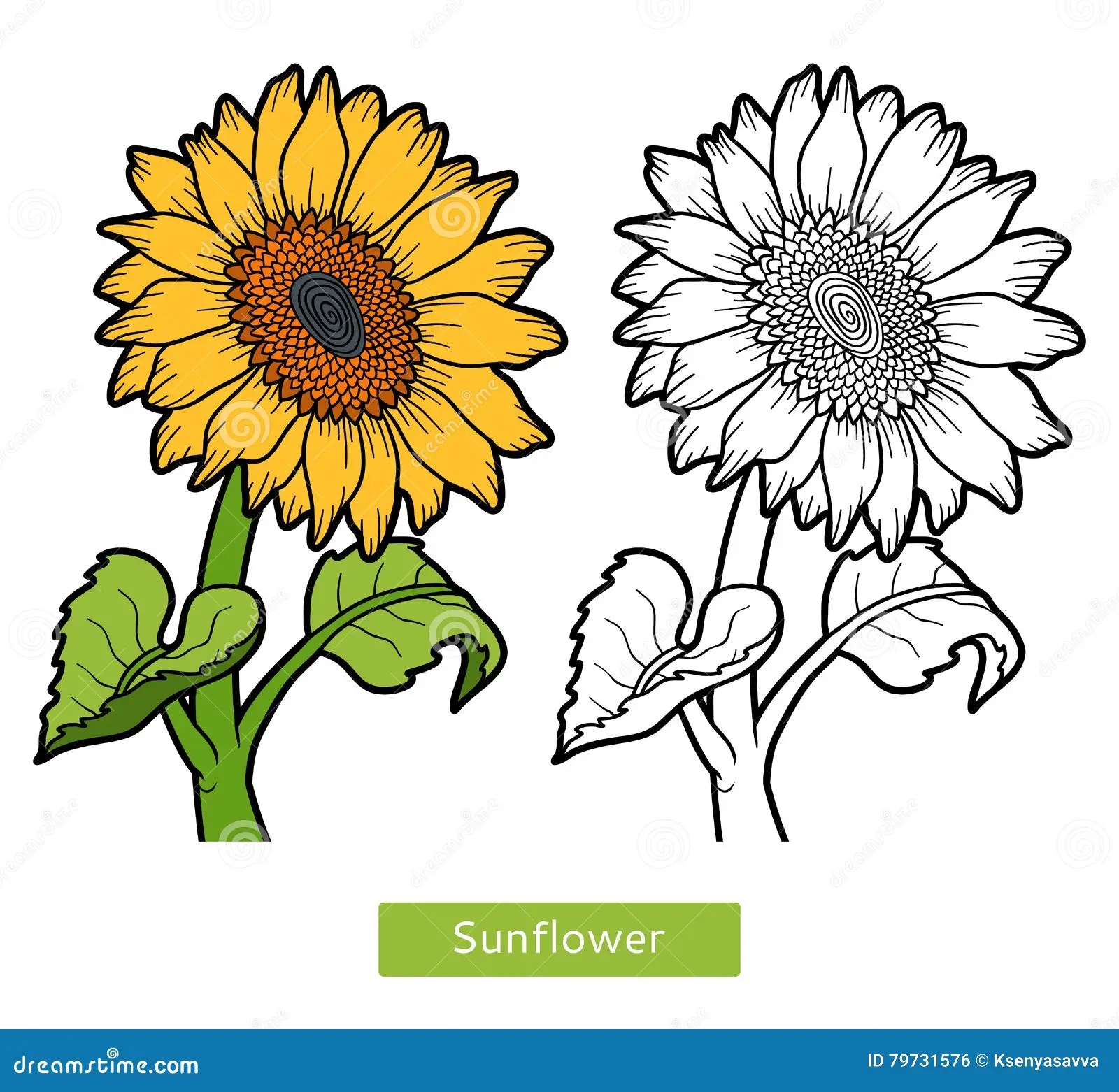 Planta Girasol Para Colorear