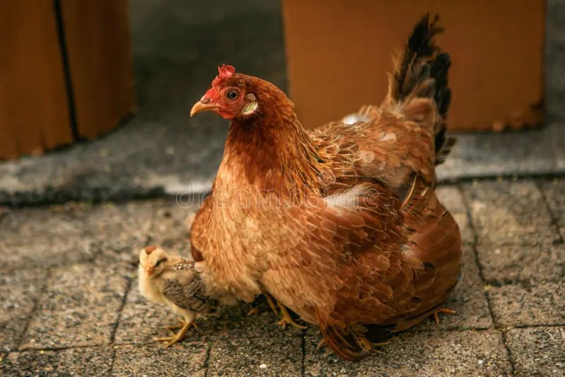 Gallina Y Sus Polluelos Gallina De La Madre Con Sus Polluelos Imagen