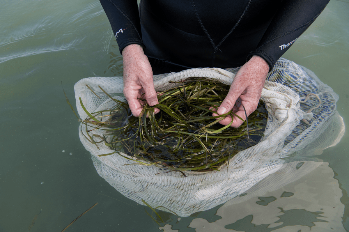 Worlds Largest Seagrass Project Proves You Can Actually Restore The