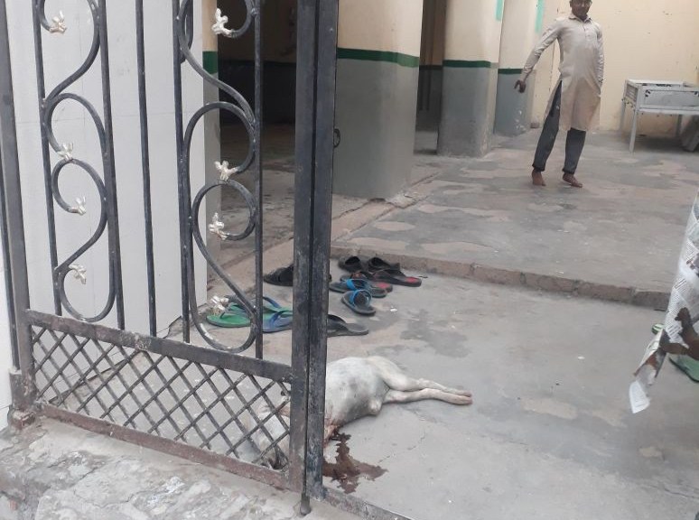 Dead Pig Dumped Outside A Mosque In Haryana Locals Allege Planned