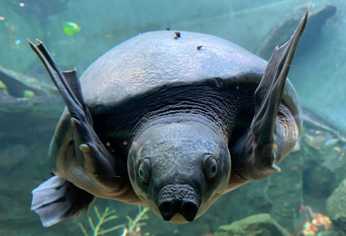 Bali Safari Park Preserving The Majestic Pig Nosed Turtle A