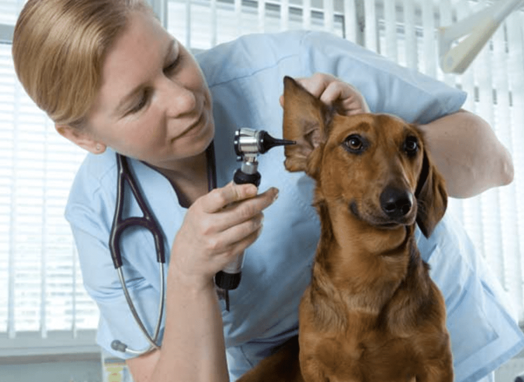 The Importance Of Regular Vet Check Ups For Your Pet