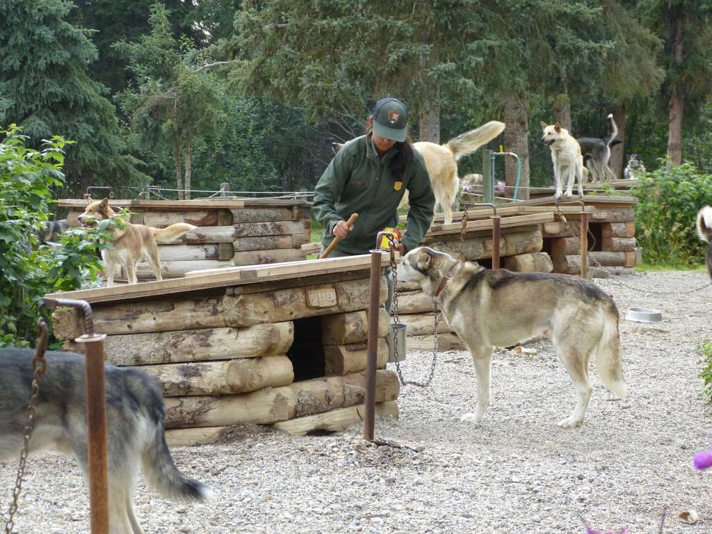 Denali Sled Dog Kennel Tour And Program The Good The Bad And The Rv