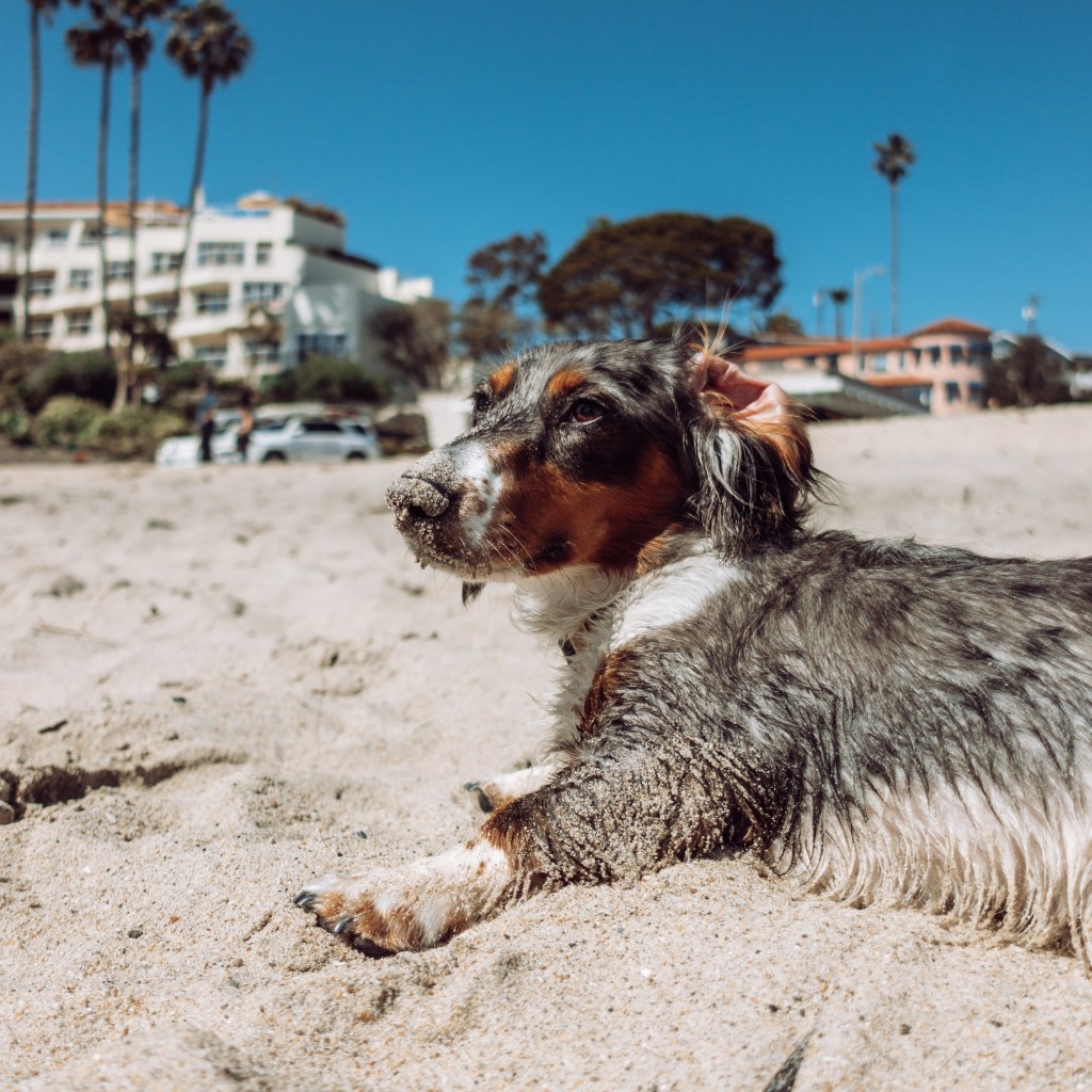 The Ultimate Pet Friendly Guide To San Diego California 2023