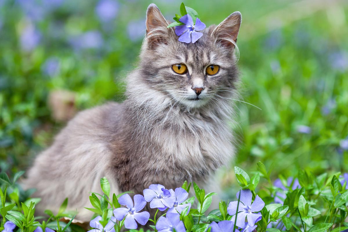 19 Top Grey Cat Breeds Youll Love With Pictures 2024 I Discerning Cat