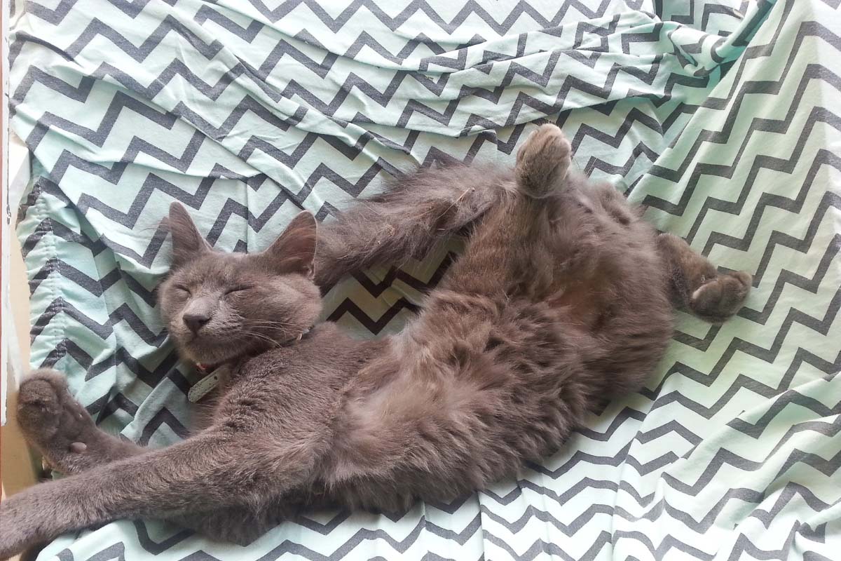 9 Cat Sleeping Positions When Sick With Pictures All Owners Need To