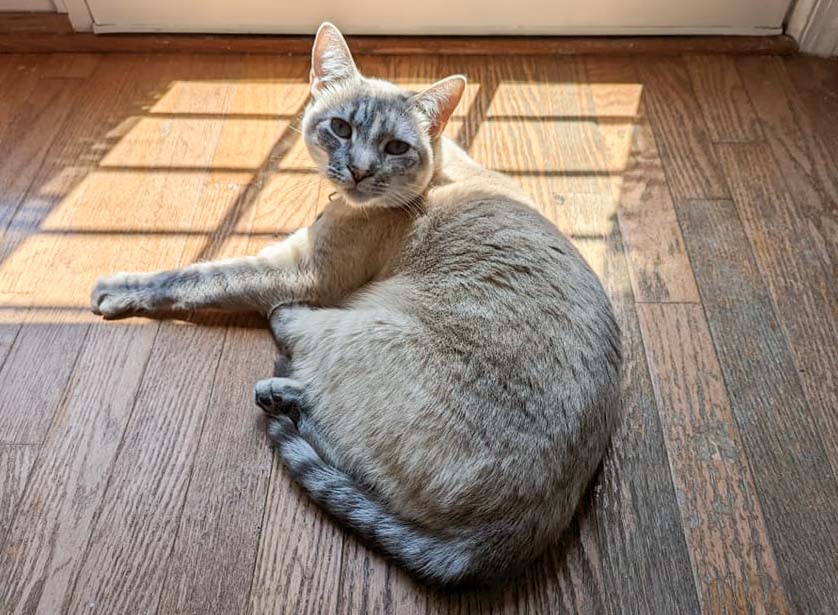 Striped Siamese Cat 9 Key Traits I Discerning Cat