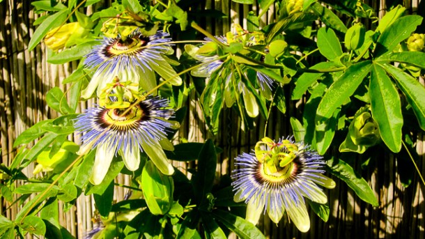 The Community Garden Passiflora Caerulea Blue Passion Flower Dirt