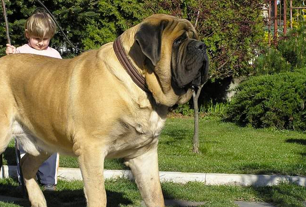 Las 10 Razas De Perro Más Grandes Del Mundo