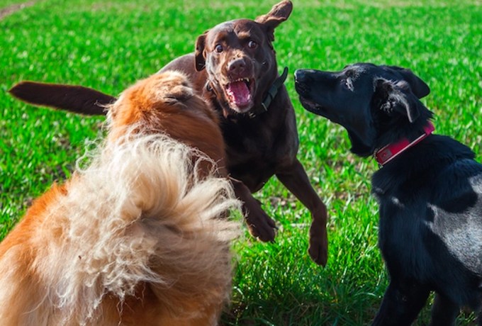 Cómo Separar Una Pelea Entre Perros Y Si Deberías