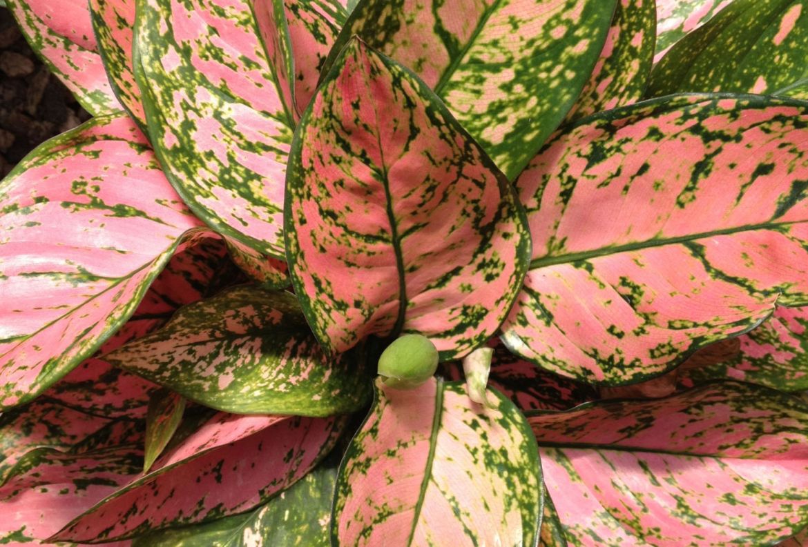 7 Plantas Para Las Amantes Del Color Rosa En Interiores