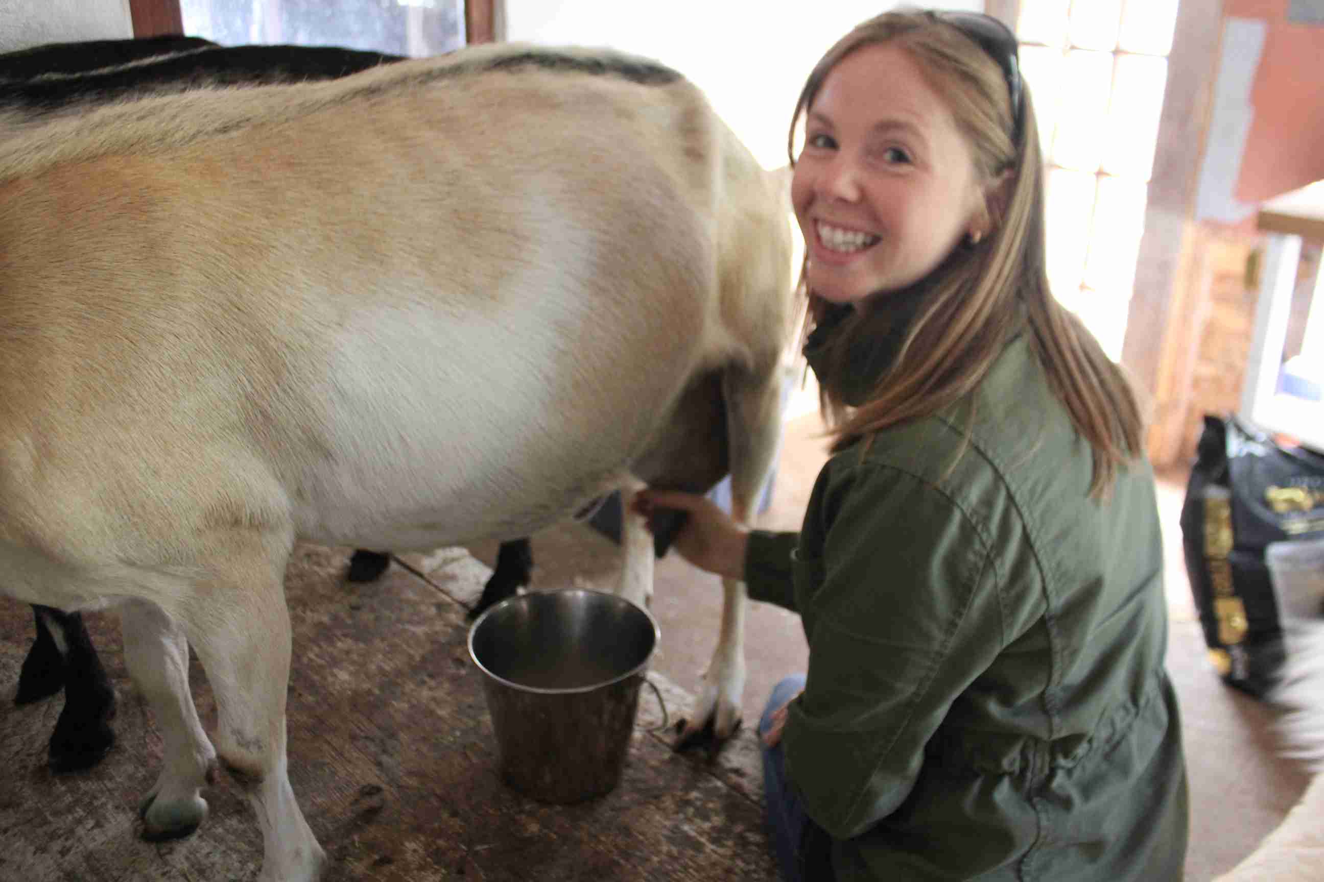 Milking Goat The Old Walsh Farm