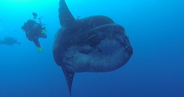 Divers Encounter Enormous Ocean Sunfish