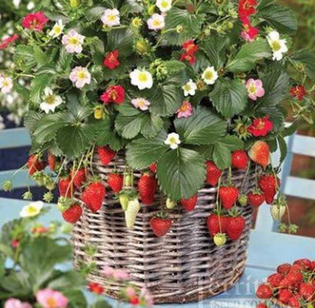 Fragaria X Ananassa Red Garden Strawberry Organic The Seed Vine