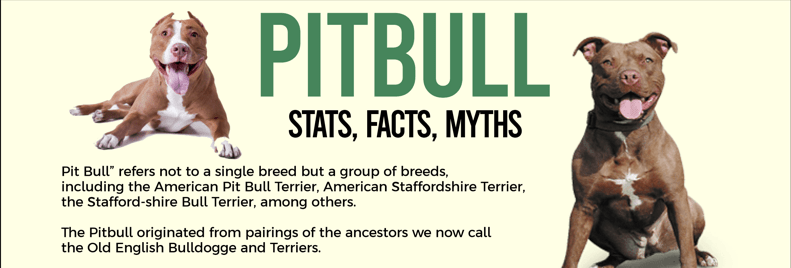 Pit Bull Infographic Stat Facts Myths The Pitbull Center