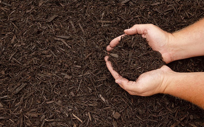 Whats The Best Natural Mulch For Your Garden The Plant Guide