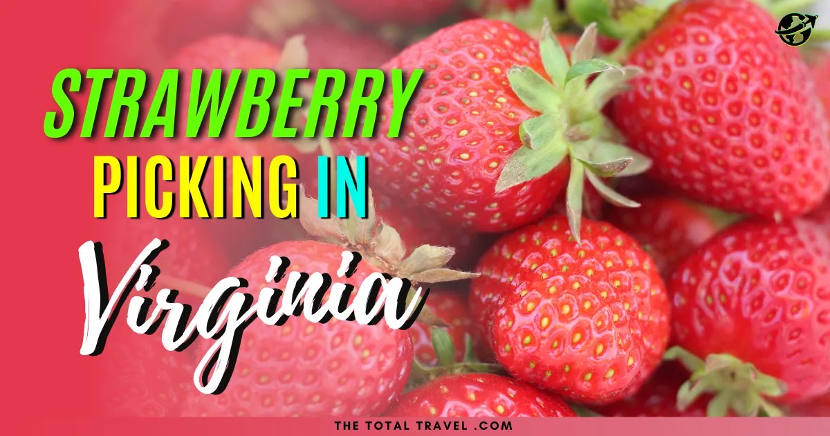 10 Best Strawberry Picking In Virginia You Must Visit The Total Travel