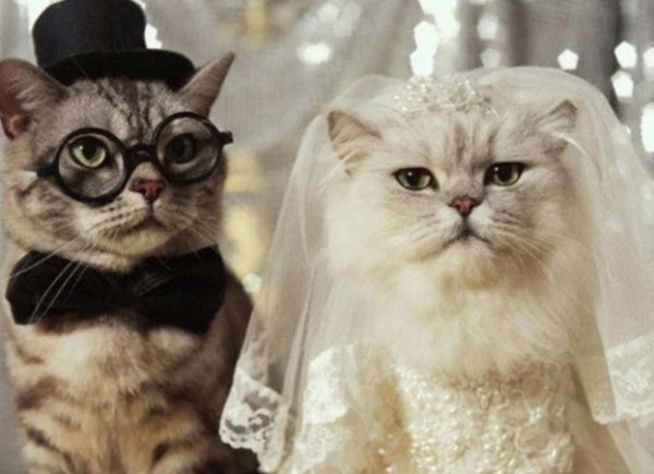 Ten Cats Getting Married In The Traditional Style